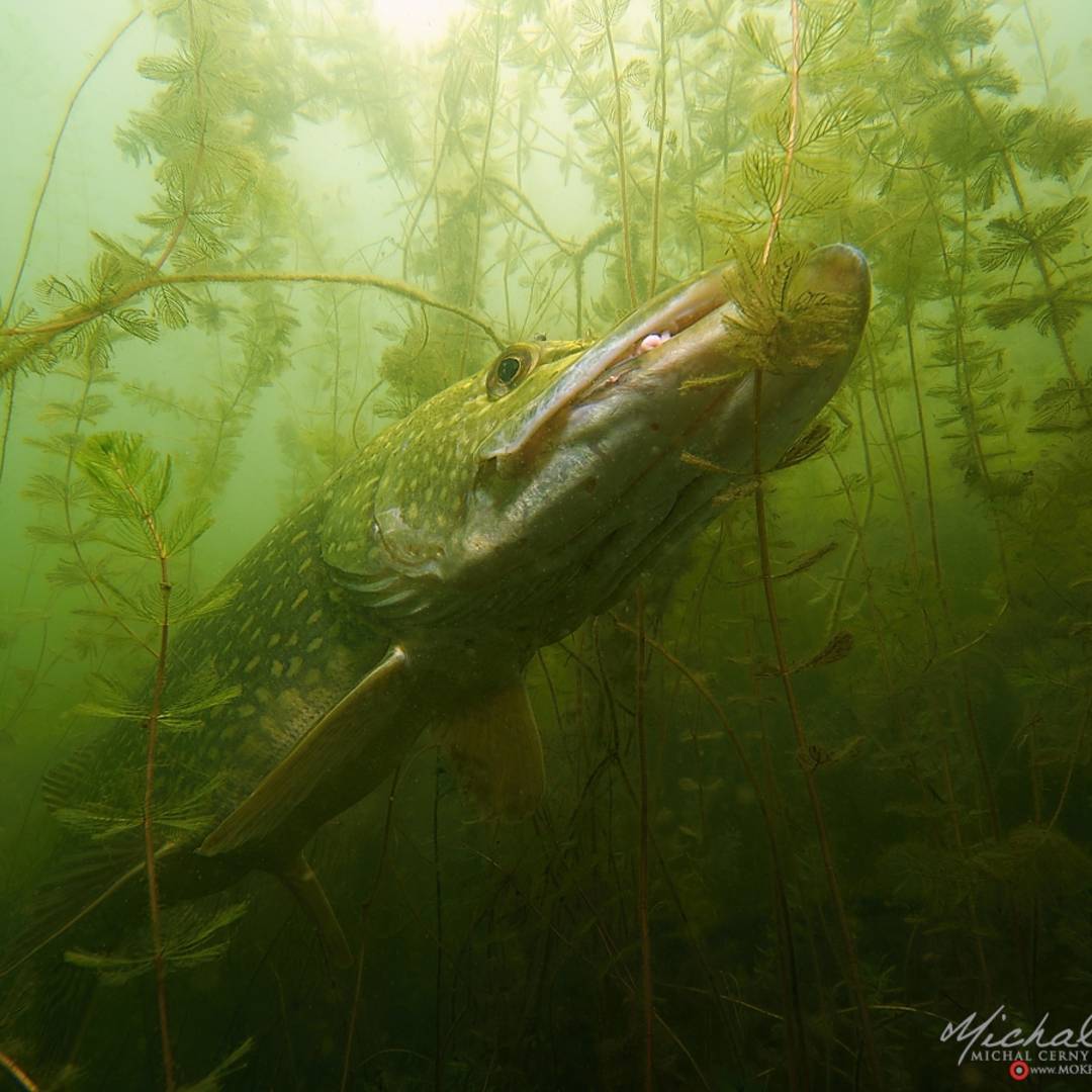štika obecná | Mokré fotky - Michal Černý photography