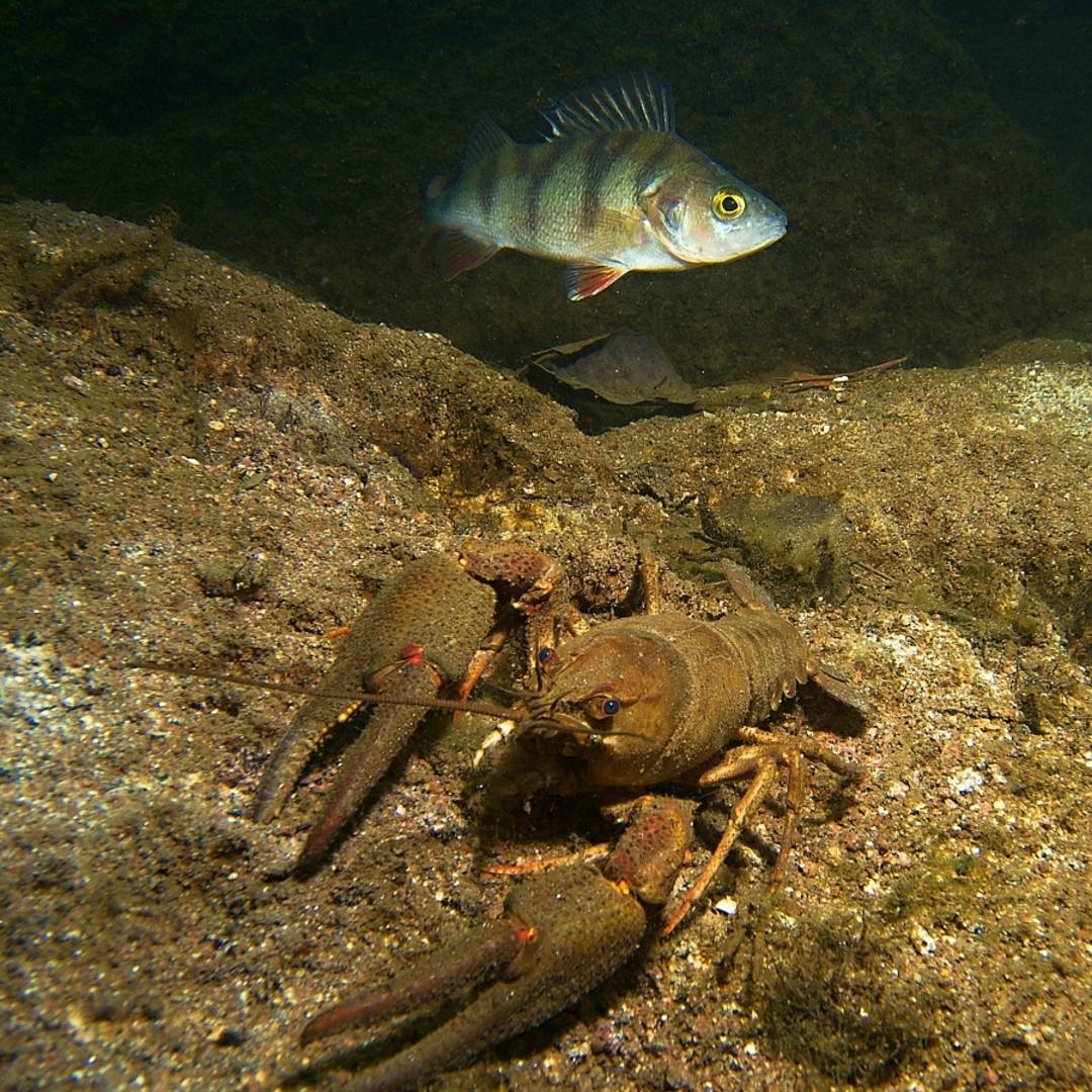 rak říční a okoun říční | Mokré fotky - Michal Černý photography