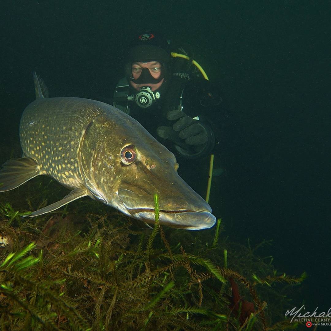 štika obecná | Mokré fotky - Michal Černý photography