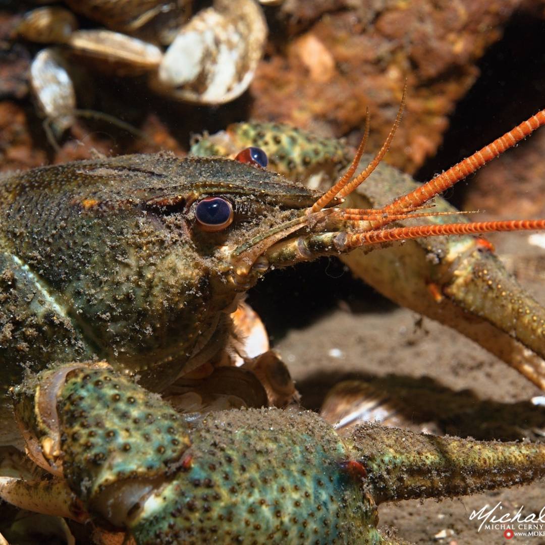rak bahenní | Mokré fotky - Michal Černý photography