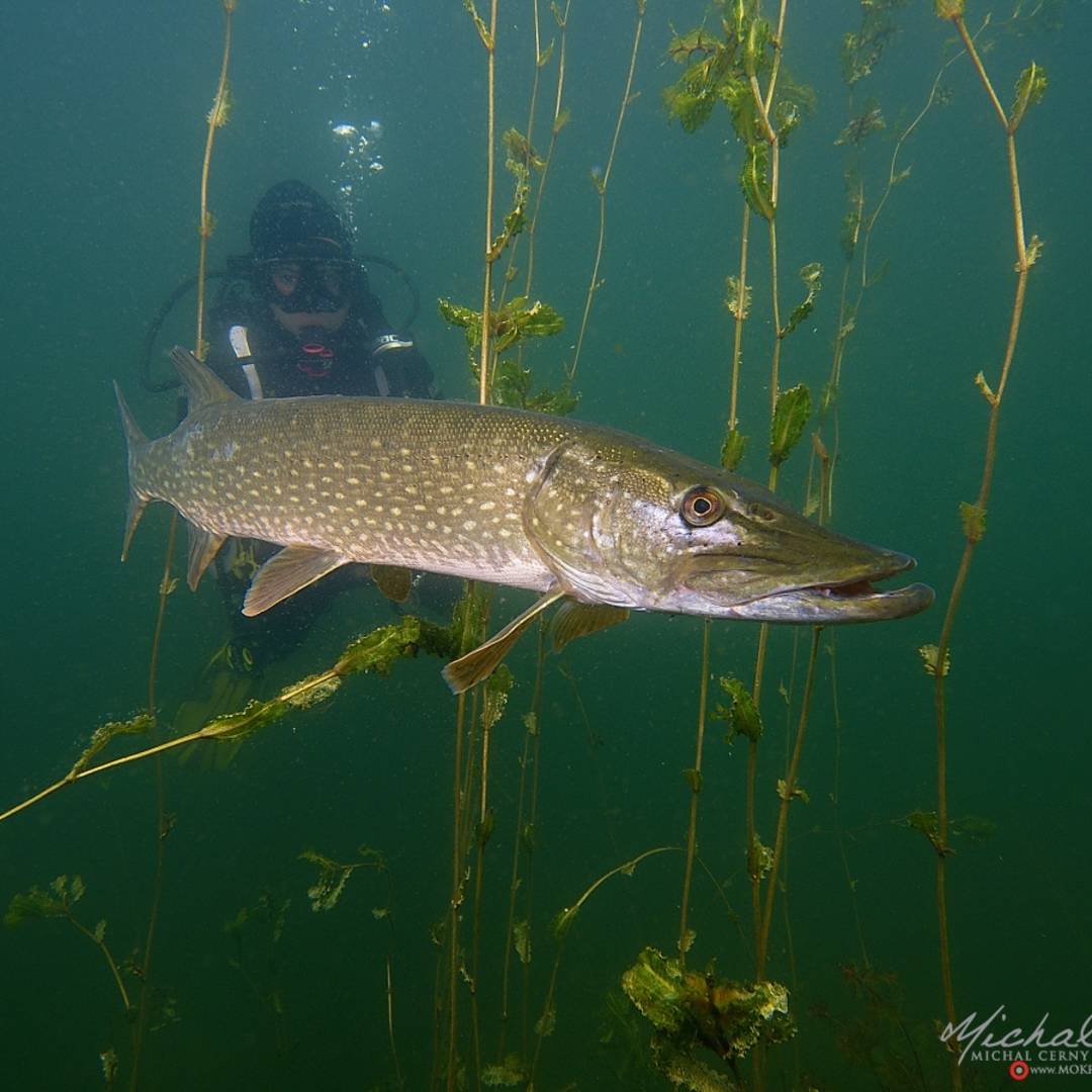 štika obecná | Mokré fotky - Michal Černý photography