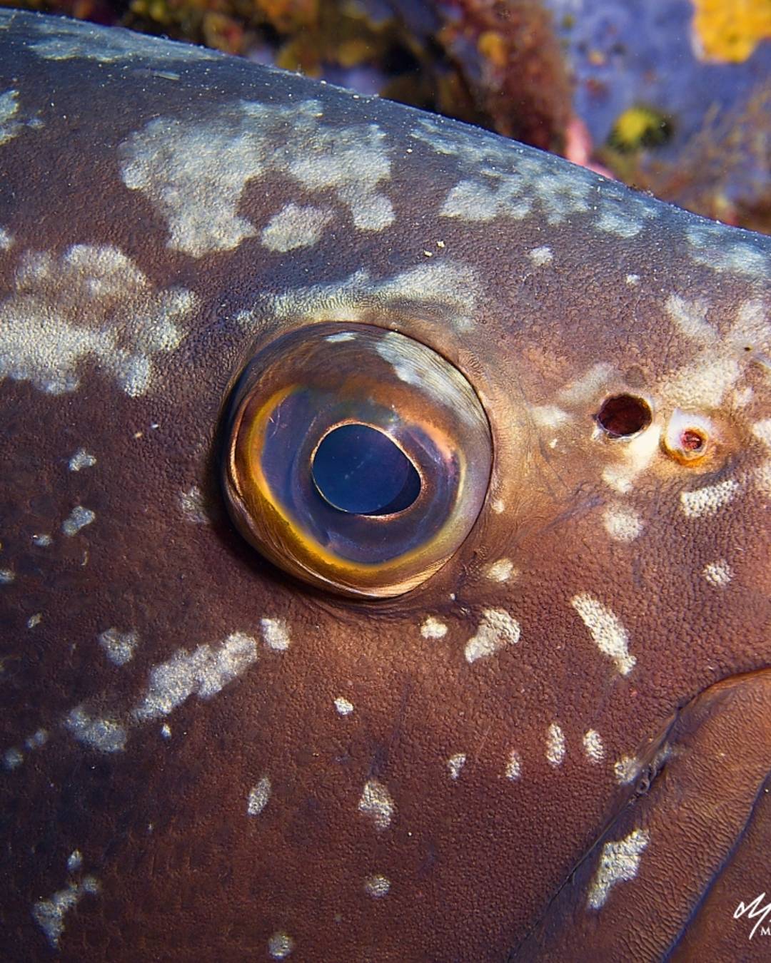 kanic vroubený | Mokré fotky - Michal Černý photography