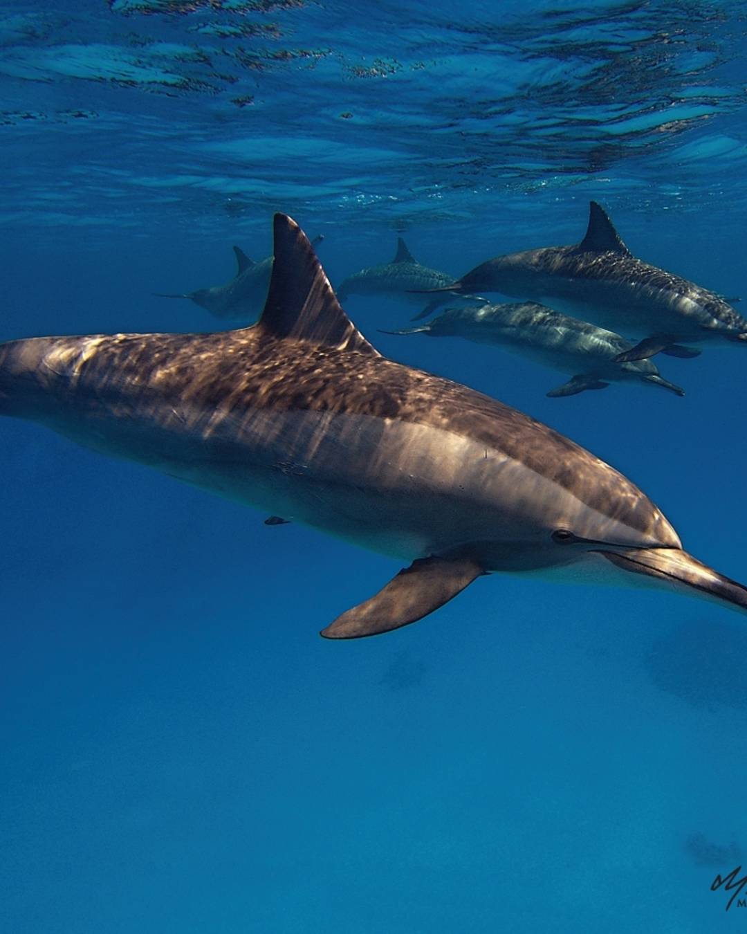 delfín dlouholebý | Mokré fotky - Michal Černý photography