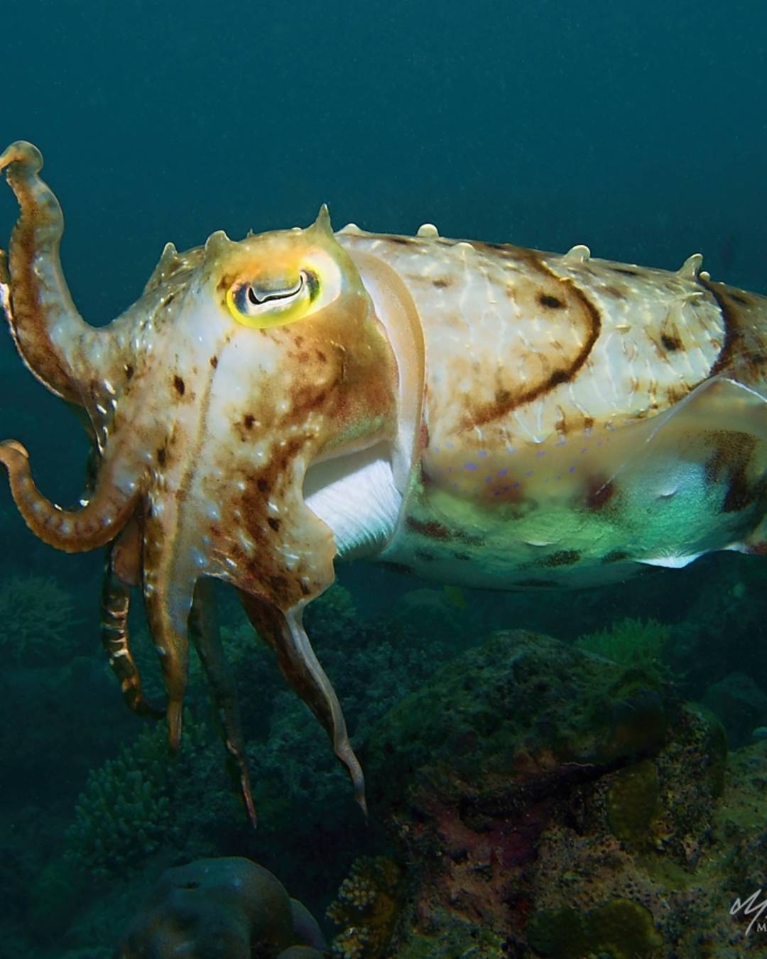 sepie velká | Mokré fotky - Michal Černý photography