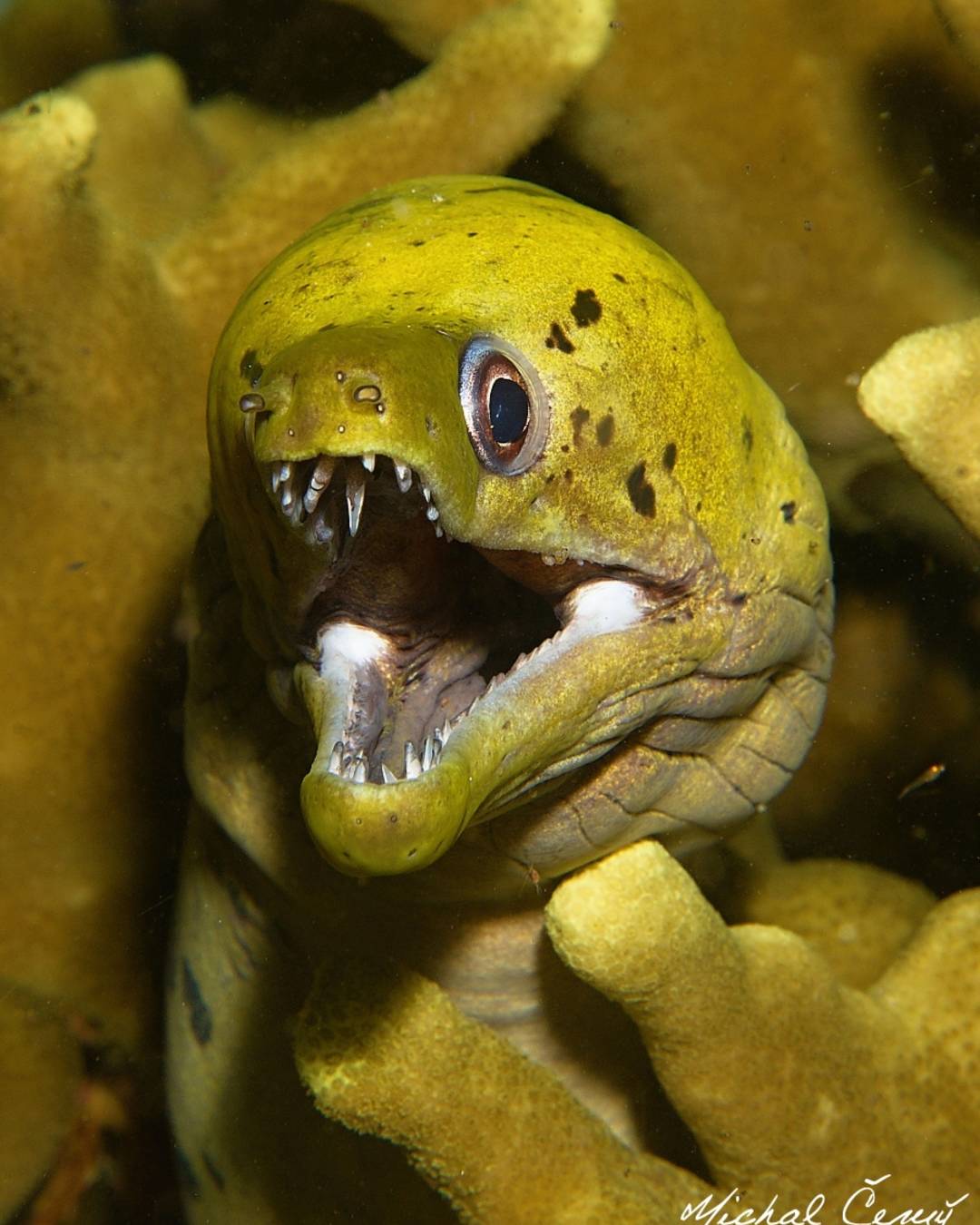 muréna třepenitá | Mokré fotky - Michal Černý photography