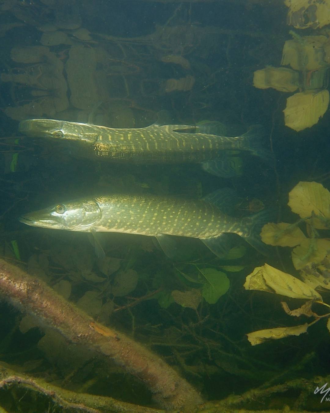 štika obecná | Mokré fotky - Michal Černý photography