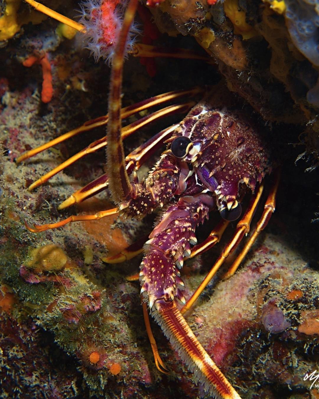 langusta evropská | Mokré fotky - Michal Černý photography