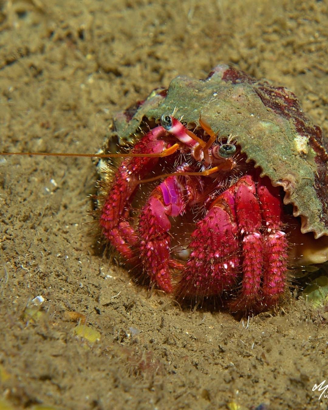 krab poustevníček | Mokré fotky - Michal Černý photography