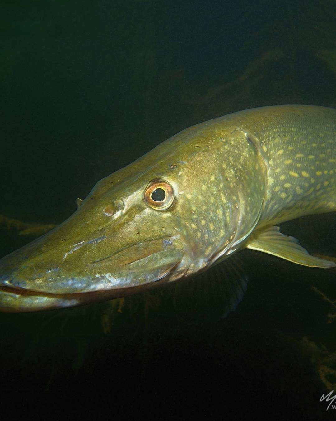 štika obecná | Mokré fotky - Michal Černý photography