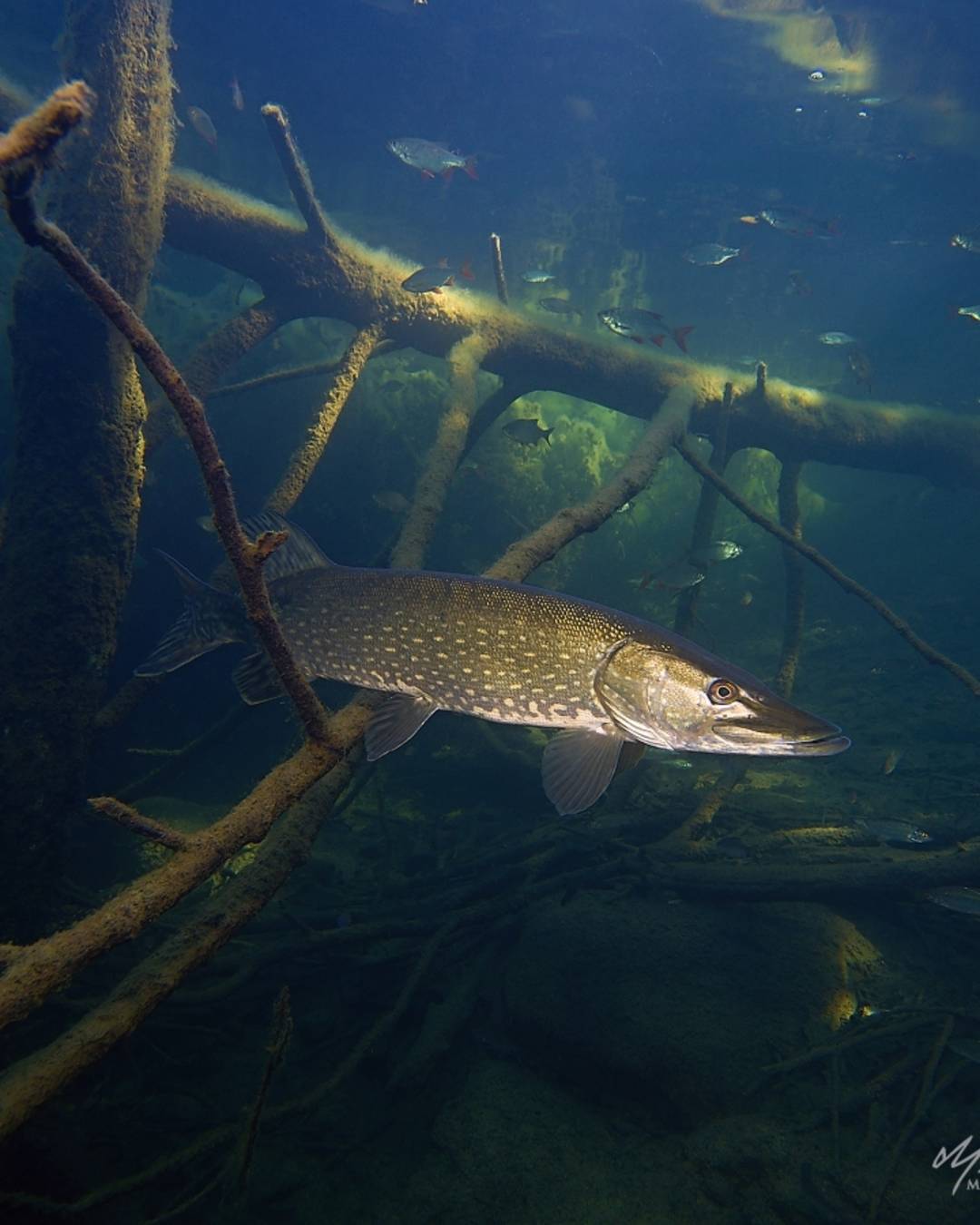 štika obecná | Mokré fotky - Michal Černý photography