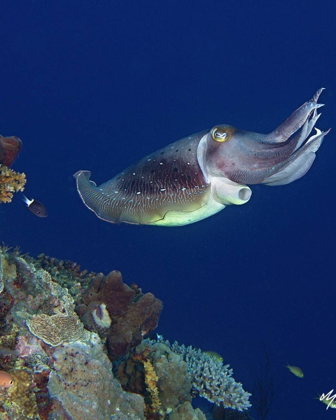 sepie velká | Mokré fotky - Michal Černý photography