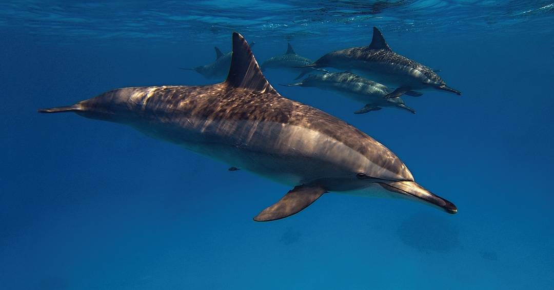 delfín dlouholebý | Mokré fotky - Michal Černý photography