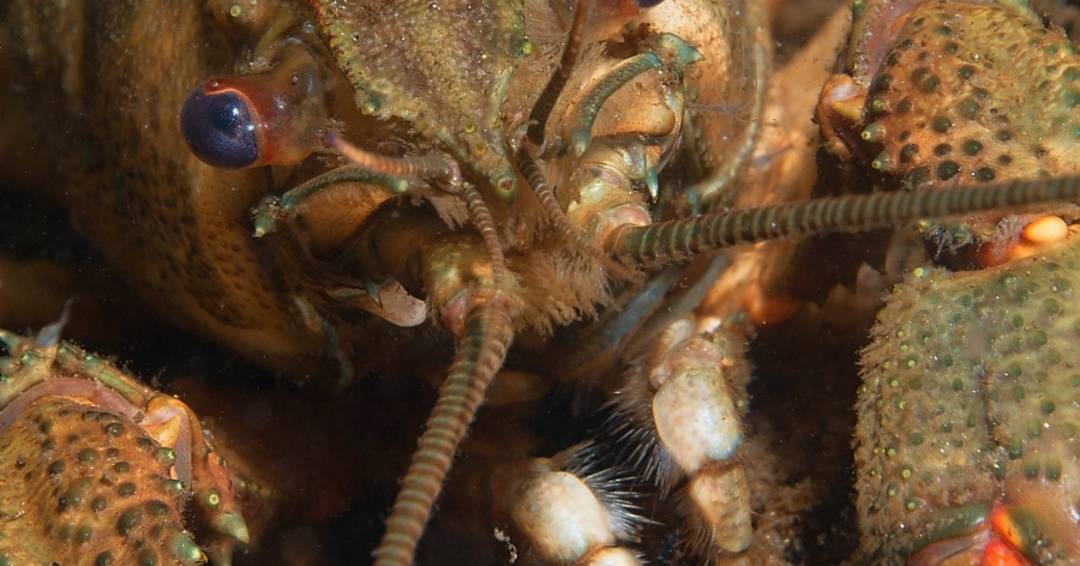 rak říční | Mokré fotky - Michal Černý photography