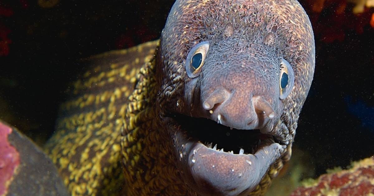 muréna obecná | Mokré fotky - Michal Černý photography