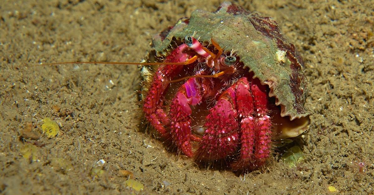 krab poustevníček | Mokré fotky - Michal Černý photography